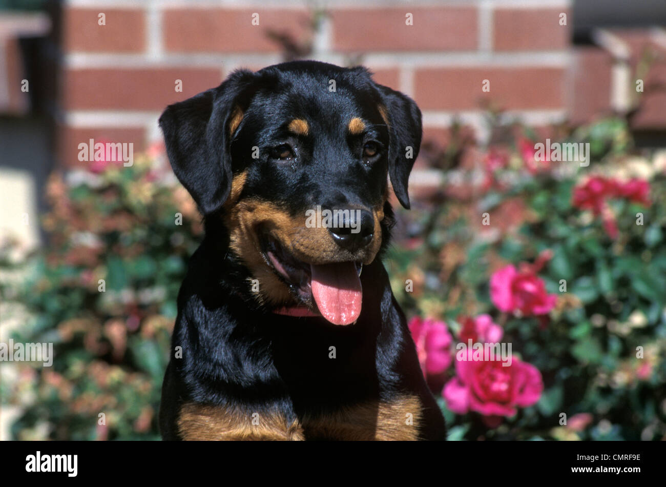 Rottweiler old hi-res stock photography and images - Alamy