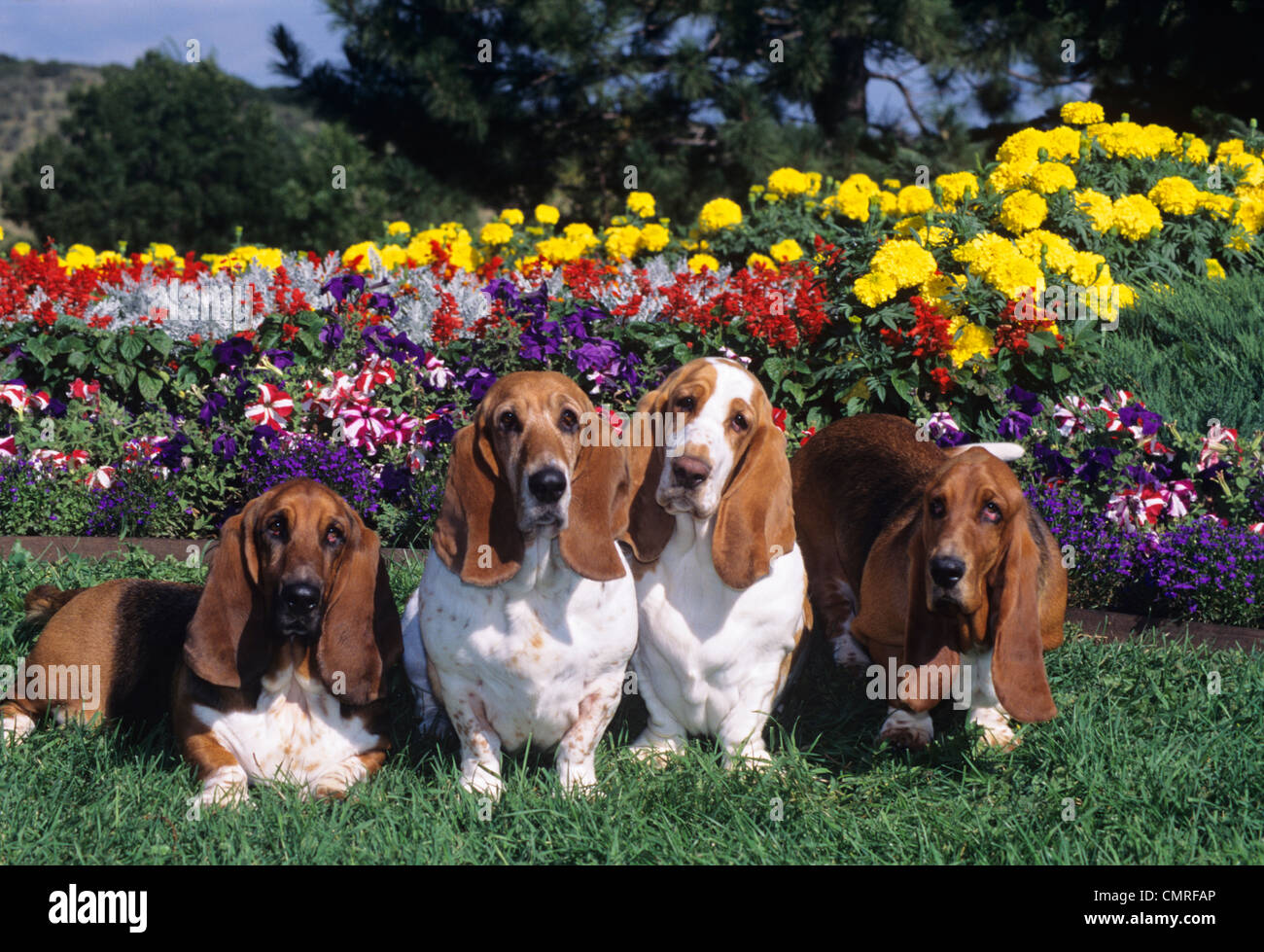 Four hounds hi-res stock photography and images - Alamy