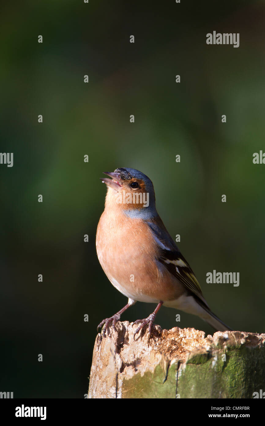 Male chaffinch singing on a tree stump in spring Stock Photo - Alamy