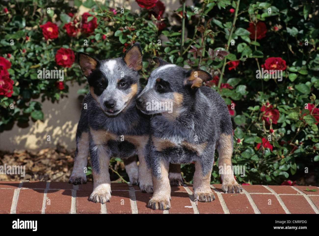 Two puppies retro hi-res stock photography and images - Alamy