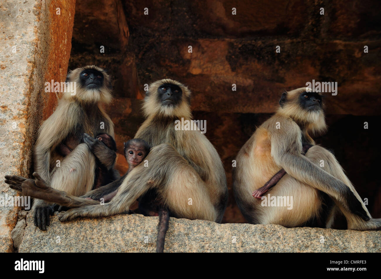 Indian monkeys hi-res stock photography and images - Alamy