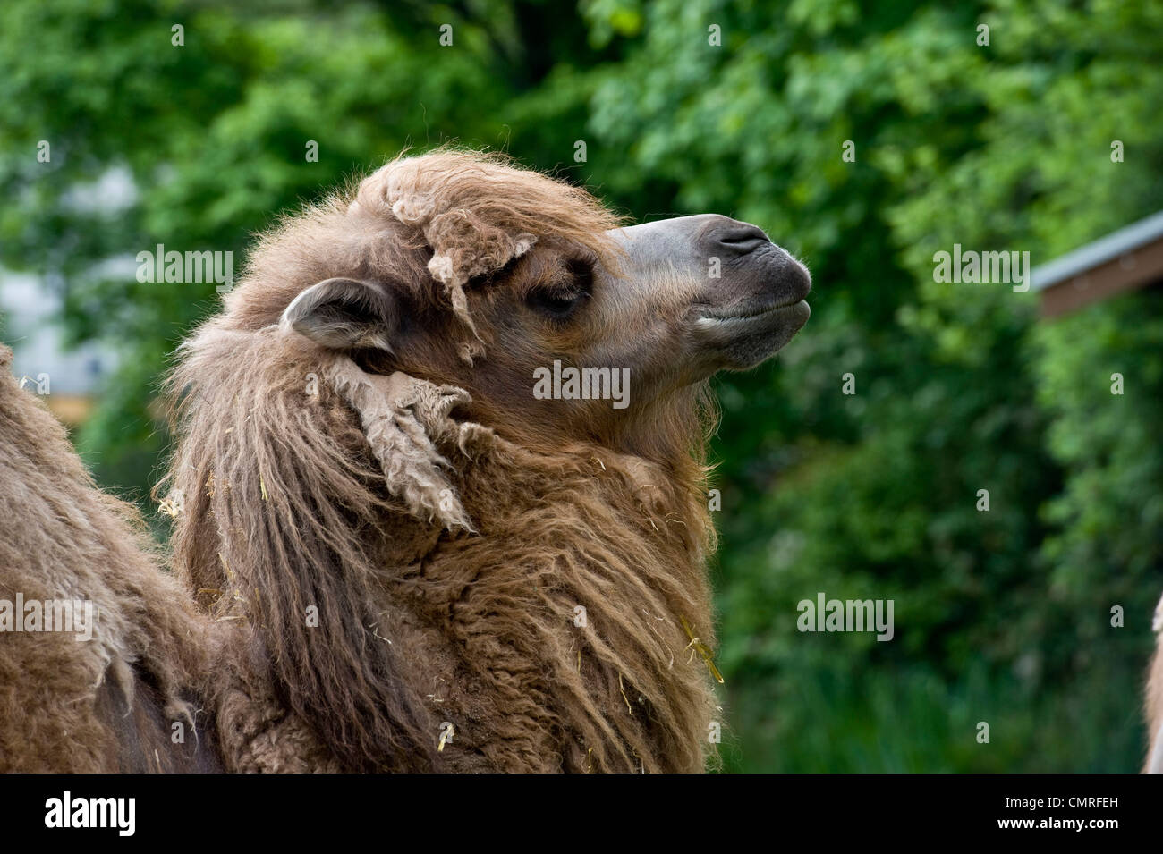 Hairy camel hi-res stock photography and images - Alamy