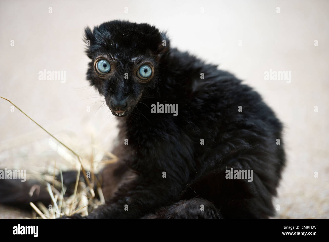 Blue Lemur Eyes