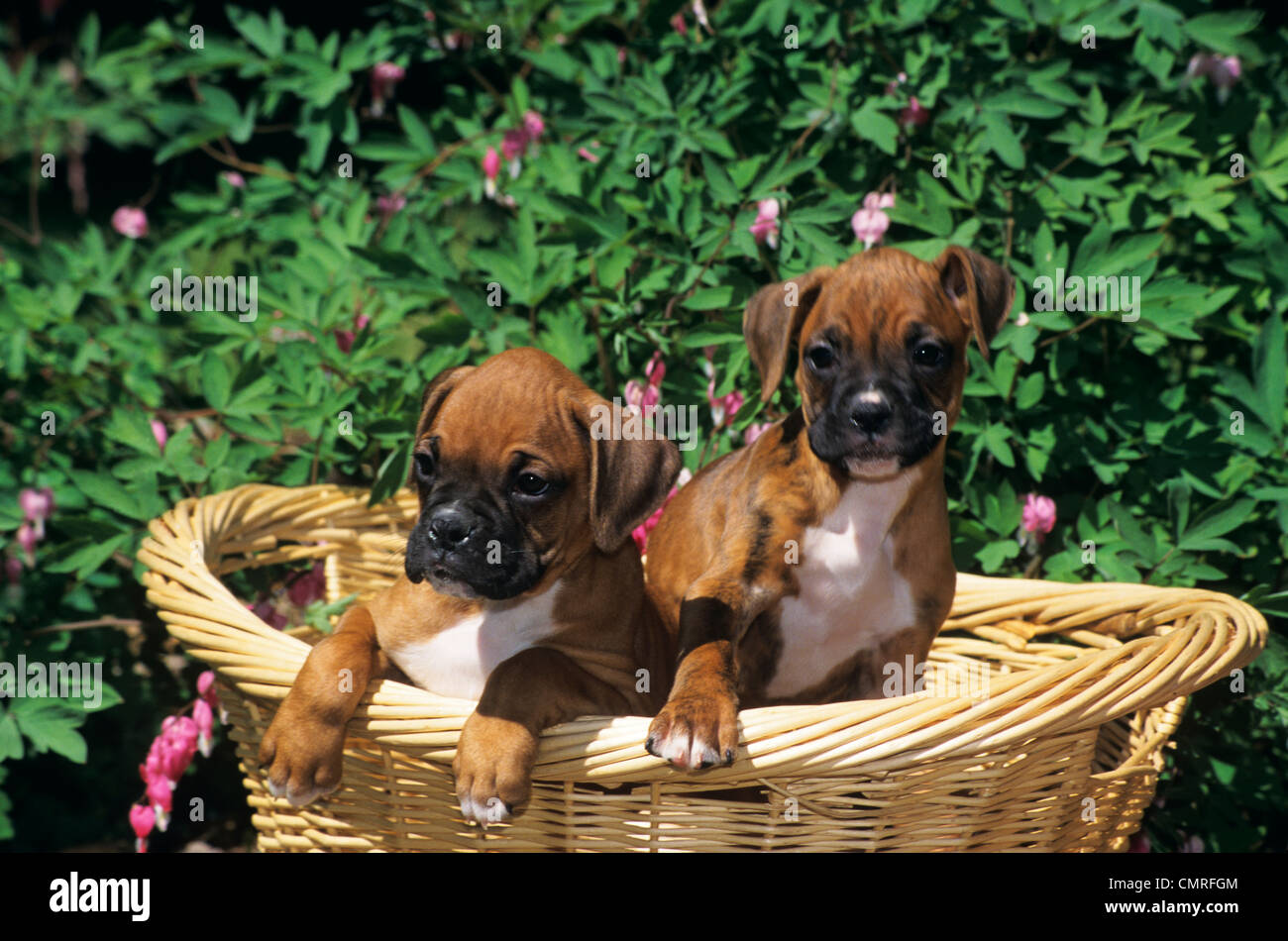 Dogs in space vintage hi-res stock photography and images - Alamy