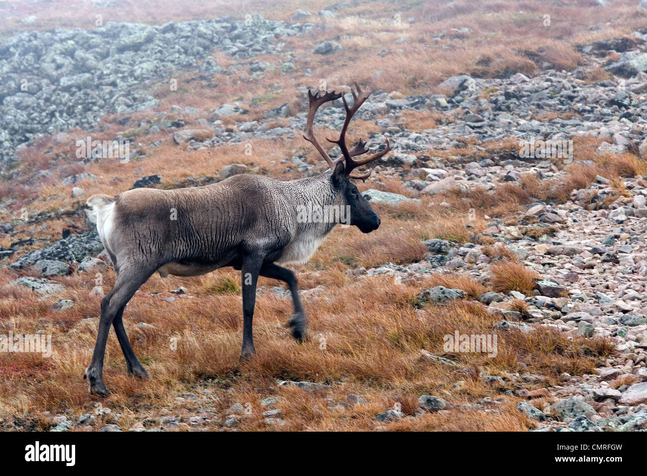 Canadian Woodland Caribou High Resolution Stock Photography and Images ...