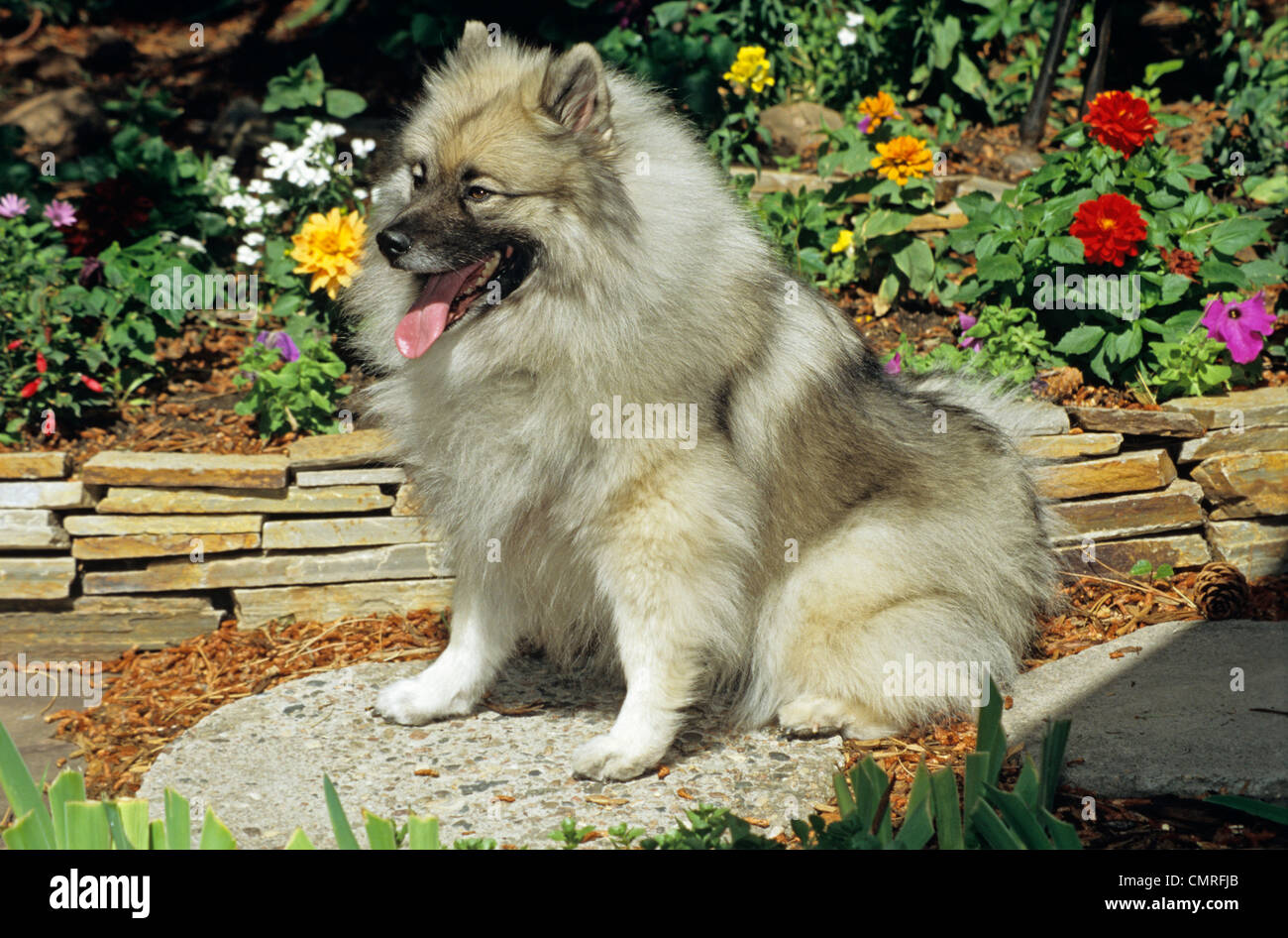 Dutch barge dog hi-res stock photography and images - Alamy