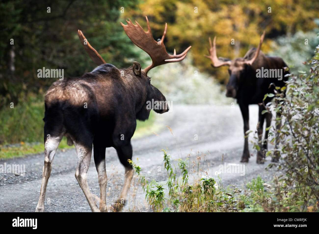 Bull confronting hi-res stock photography and images - Alamy