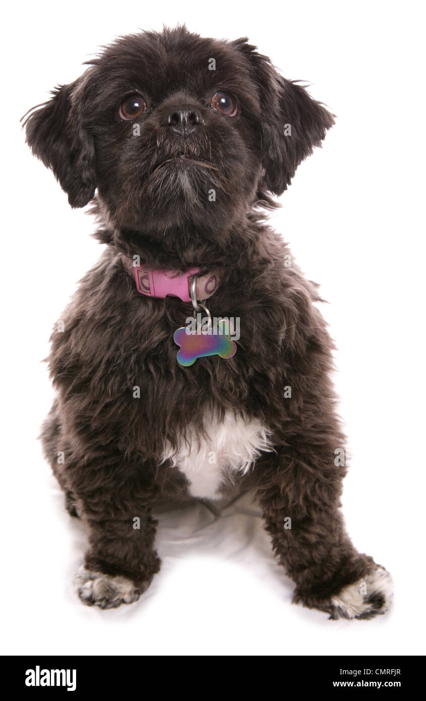 Cute dog Cut Out Stock Images & Pictures - Alamy