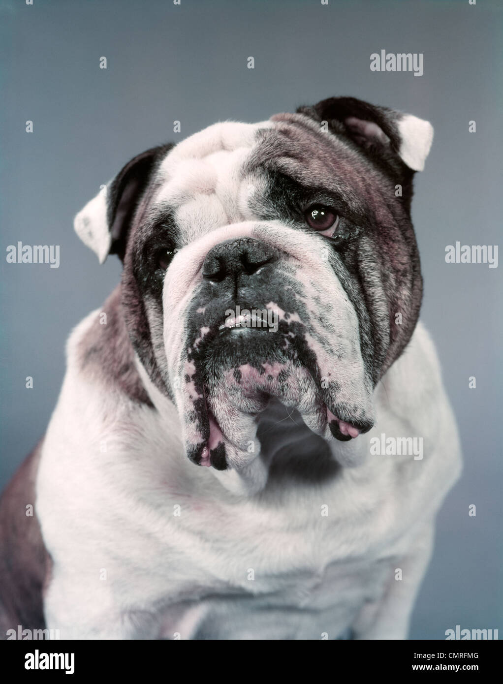 English bull dog hi-res stock photography and images - Alamy
