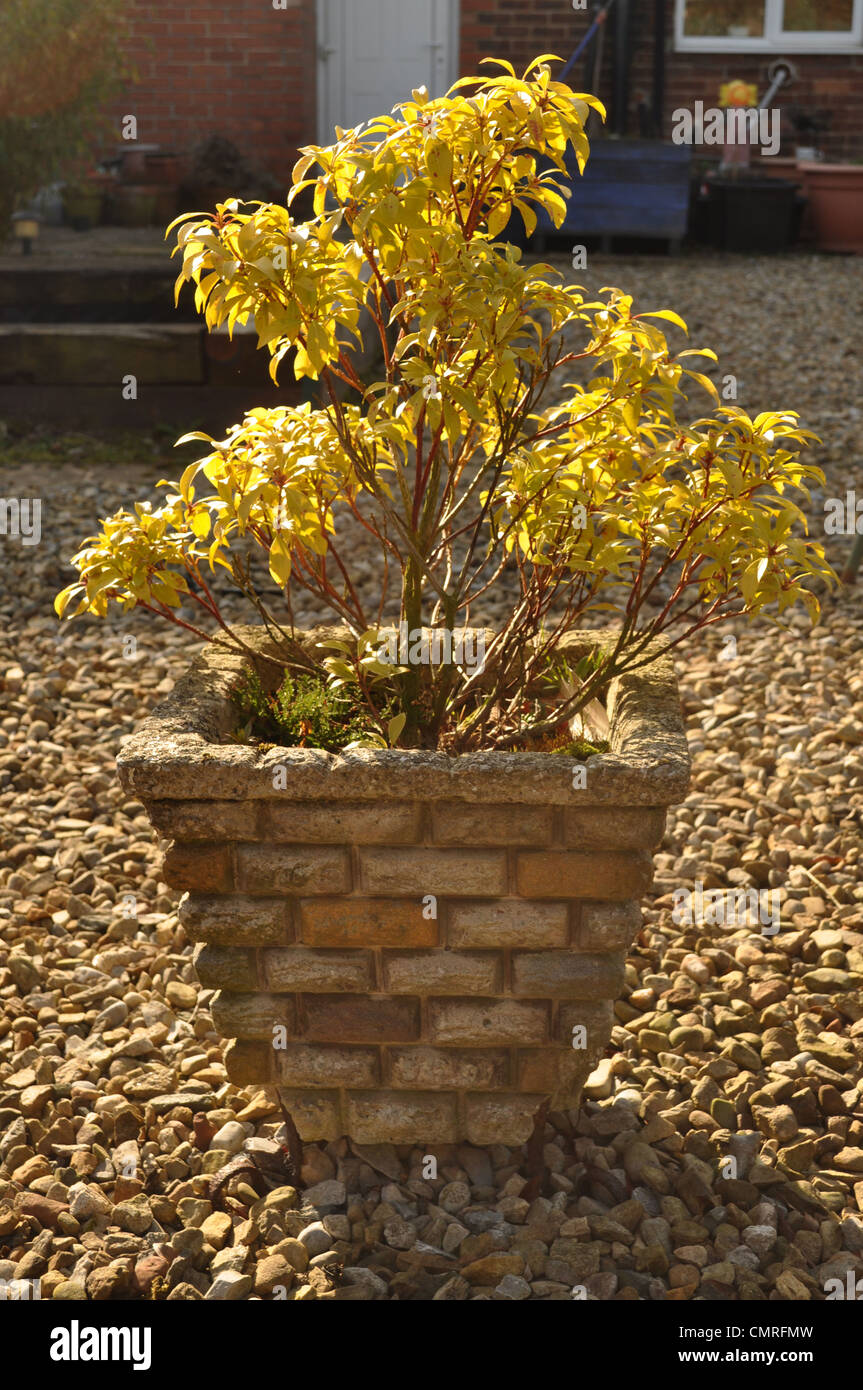 pot plant garden bush Pieris Stock Photo - Alamy