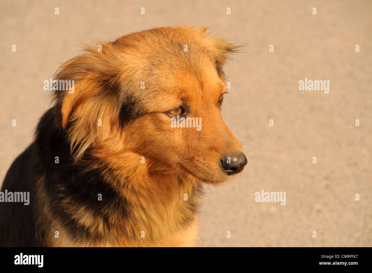 Sad dog hi-res stock photography and images - Alamy