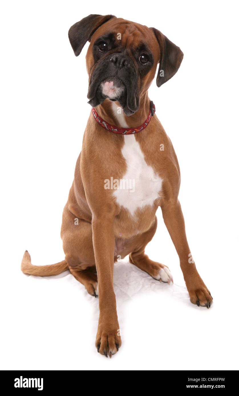 Sitting boxer dog hi-res stock photography and images - Alamy