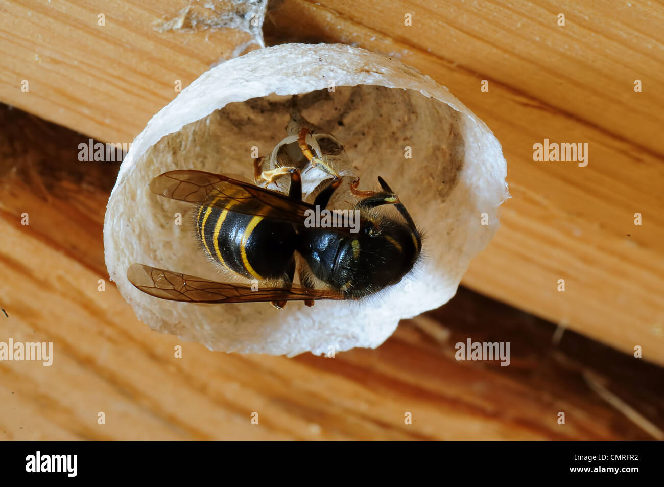 wasp building nest Stock Photo - Alamy