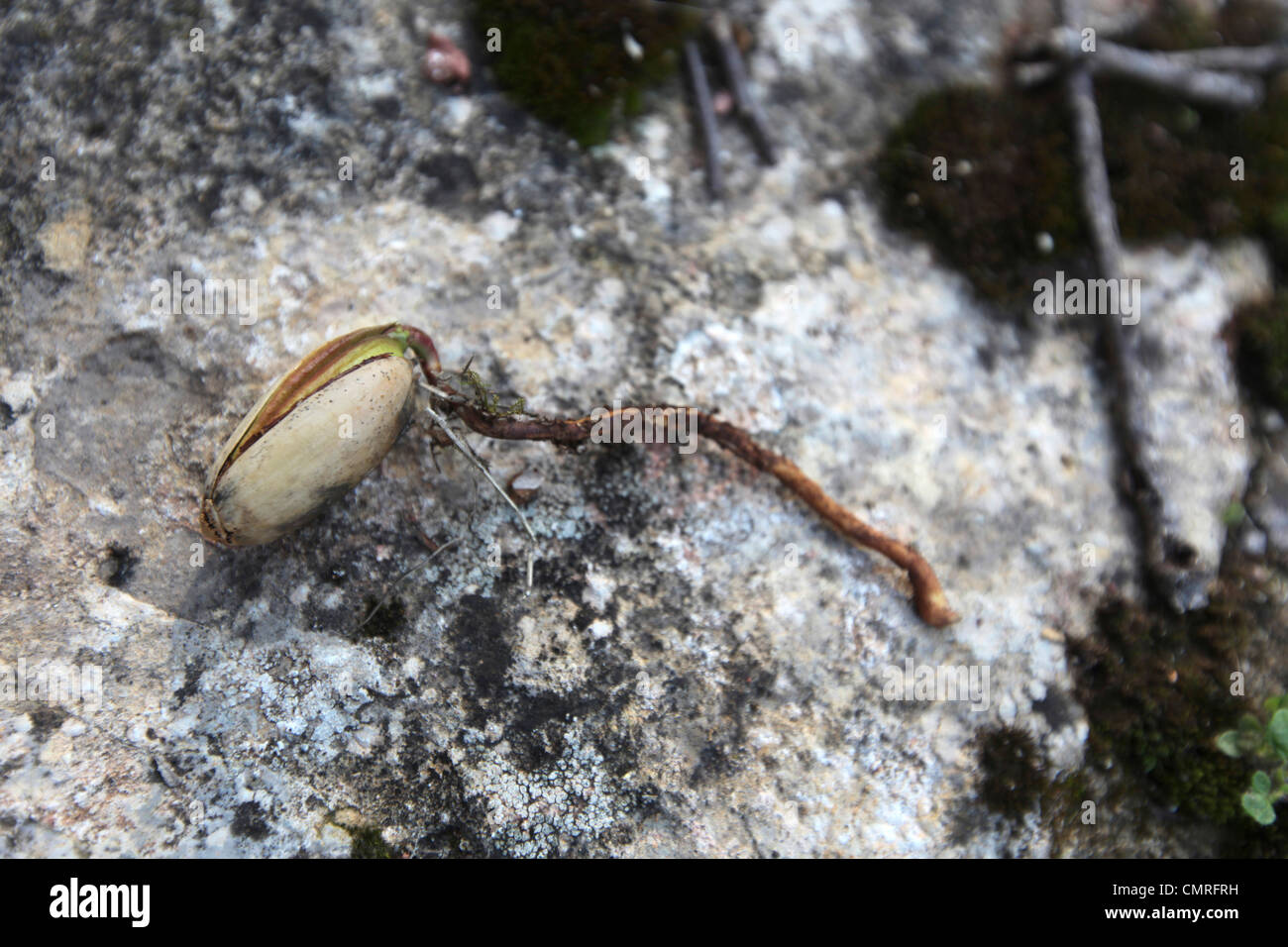Acorn seed with root 124263 Oak Seed Stock Photo - Alamy