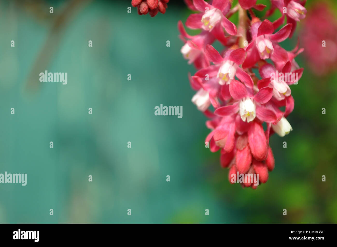 Budding flowers in the spring Stock Photo - Alamy