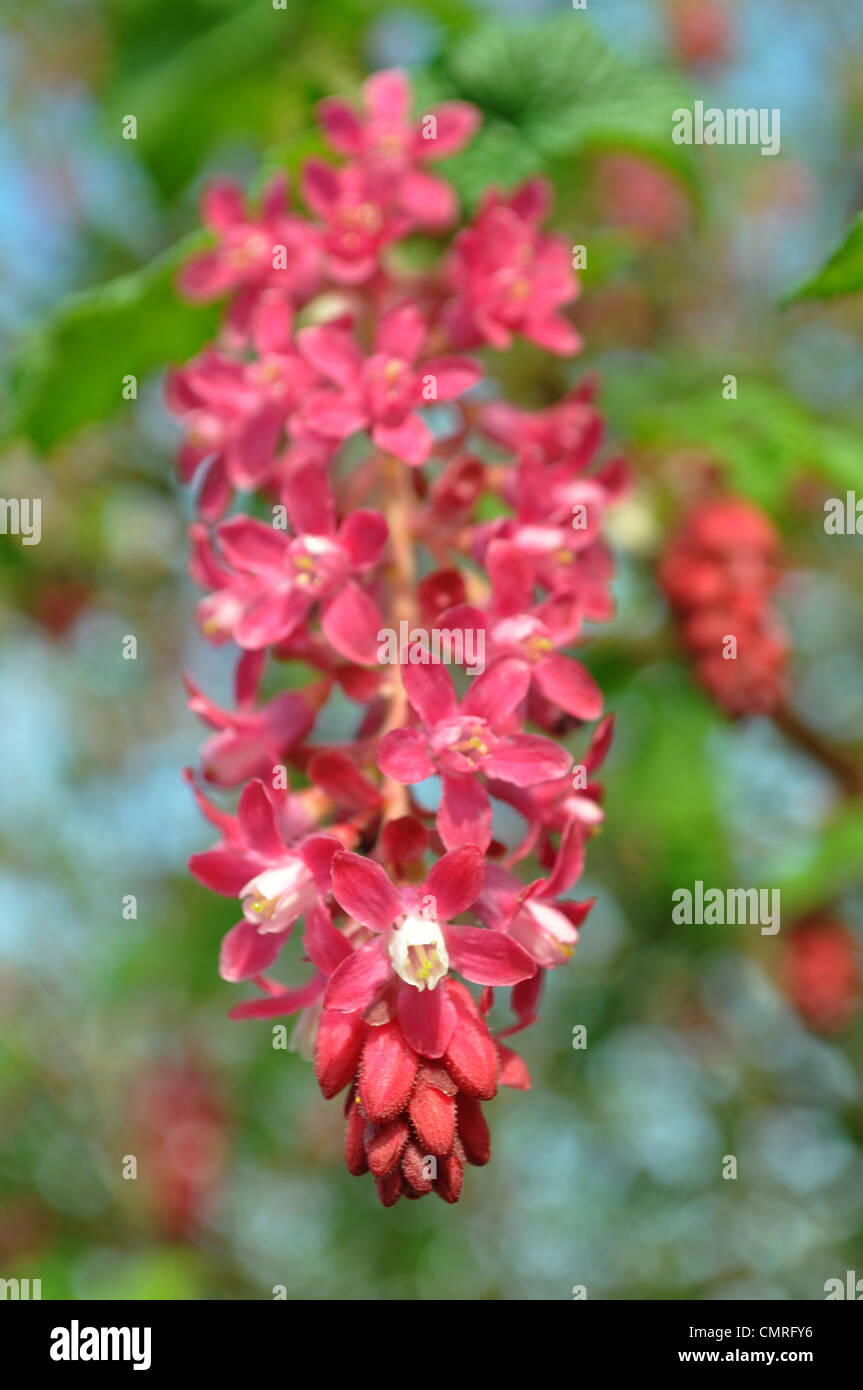 Budding flowers in the spring Stock Photo - Alamy