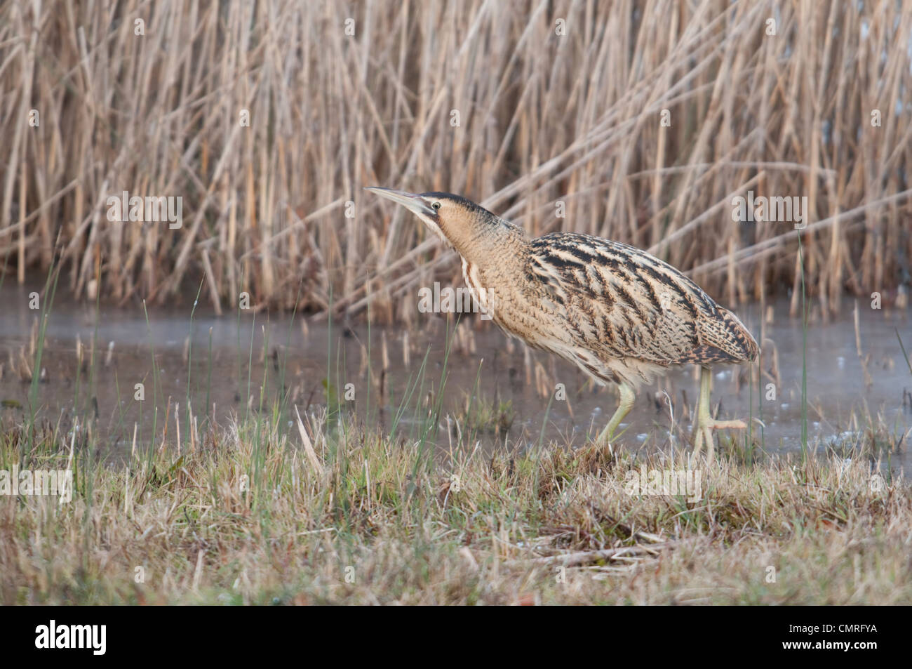 Moving stealthily hi-res stock photography and images - Alamy
