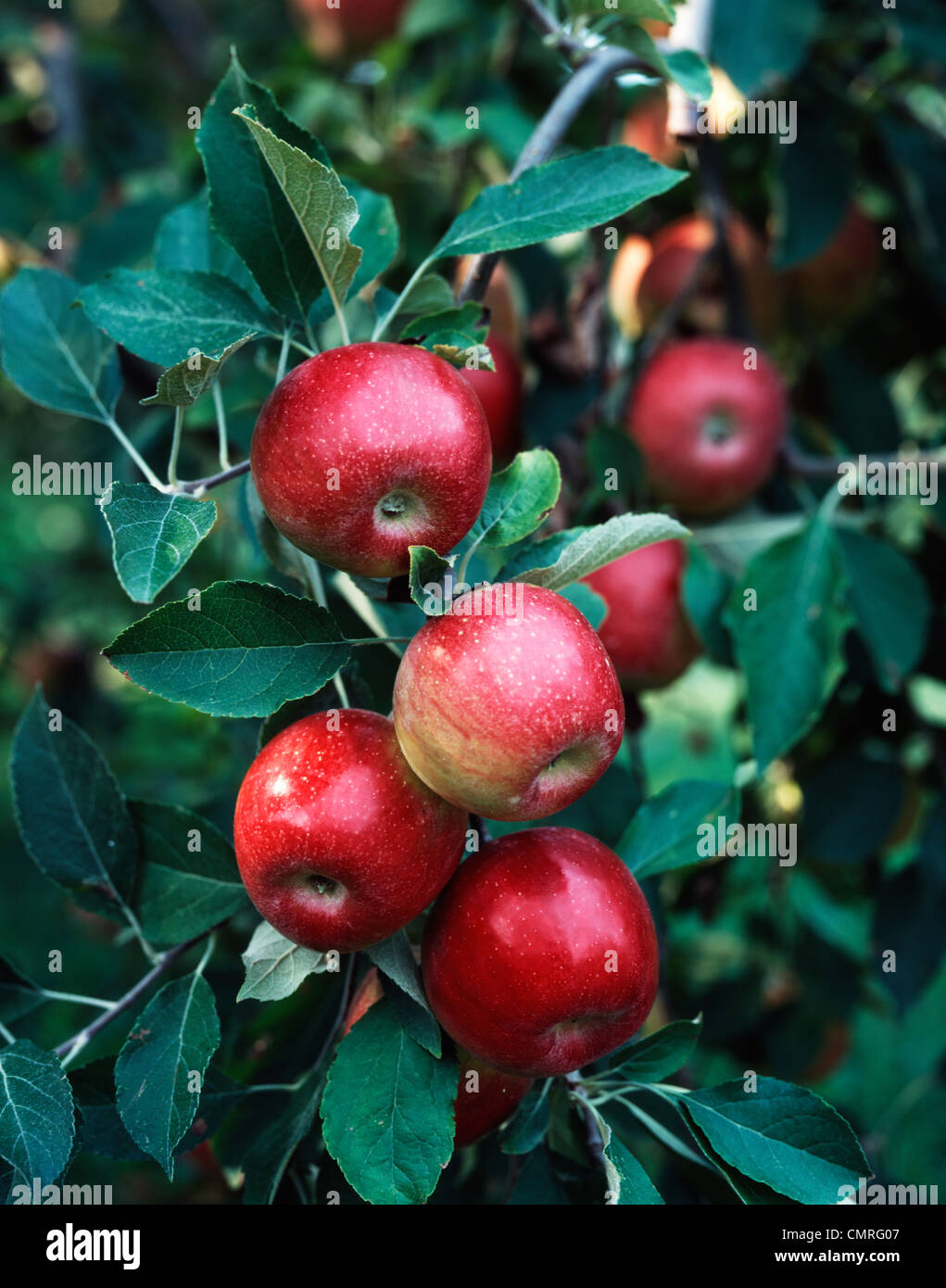 1980s JONATHAN APPLES ON THE TREE Stock Photo - Alamy