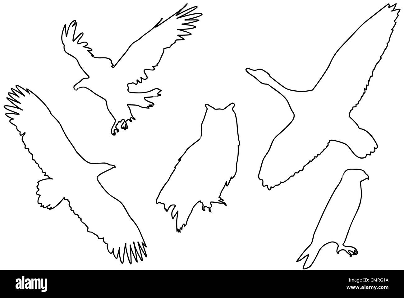 Five silhouettes of predatory birds Stock Photo - Alamy