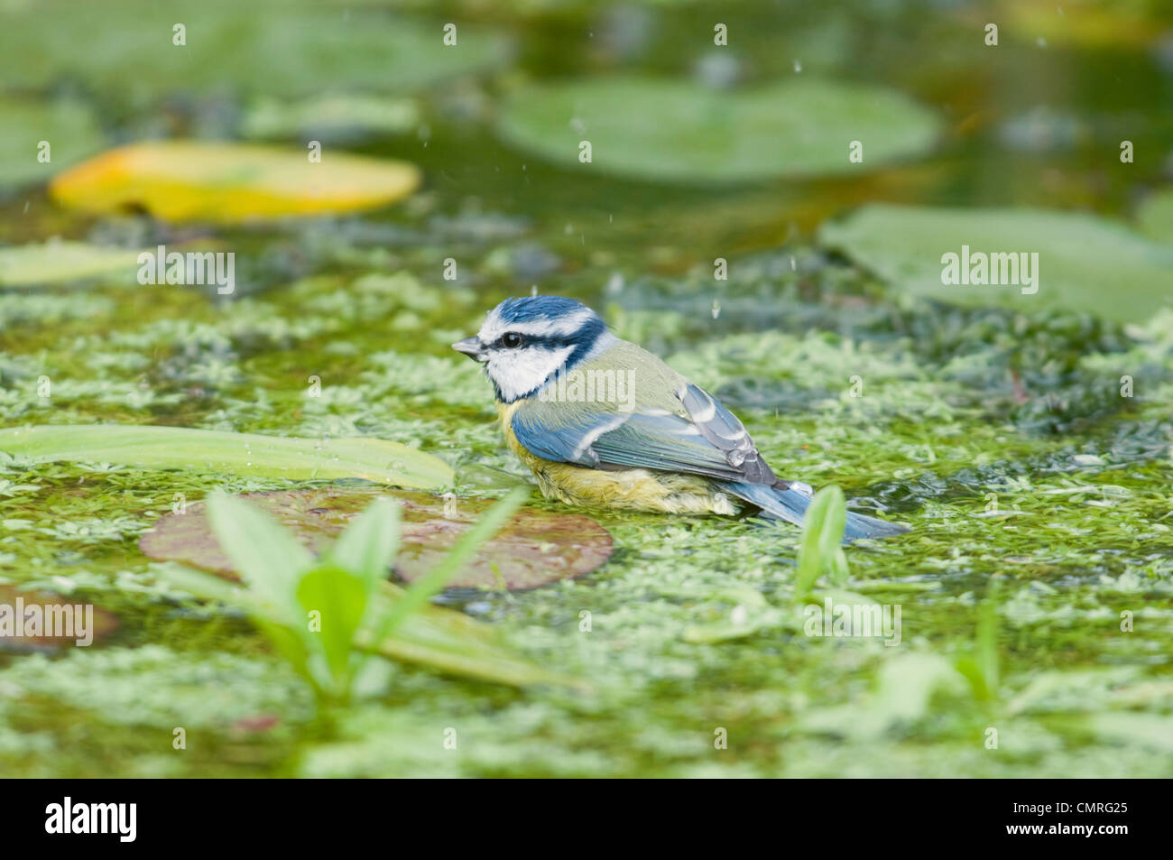 Bluetit bird hi-res stock photography and images - Alamy
