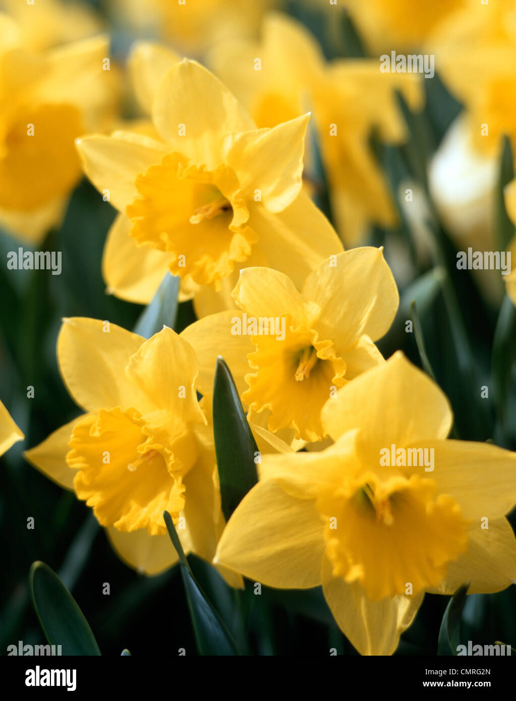 Classic yellow flowers hi-res stock photography and images - Alamy
