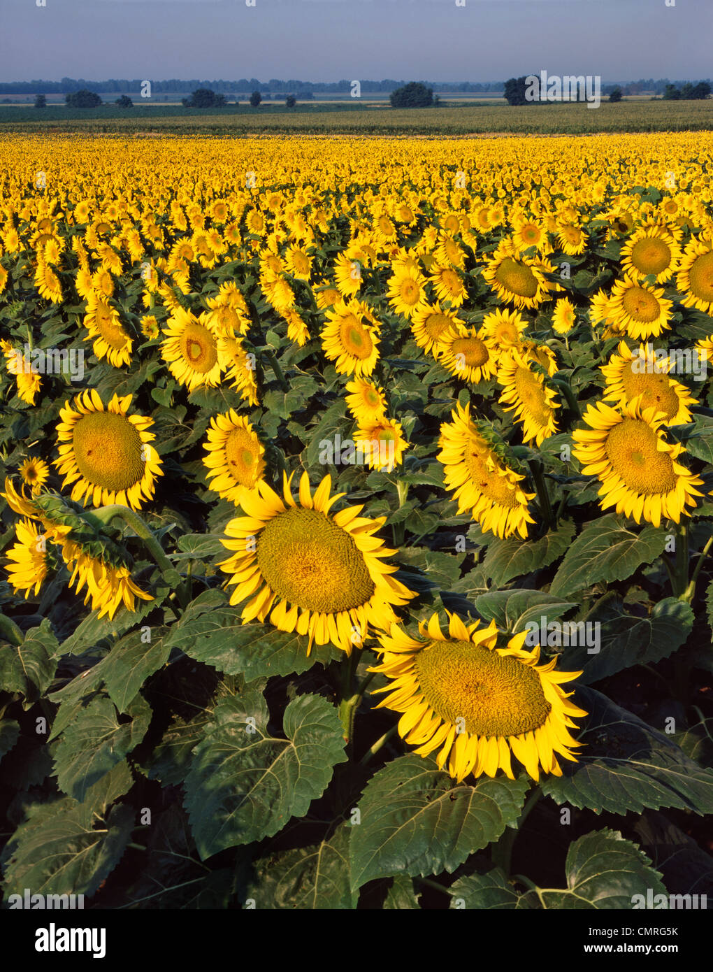 1970s FIELD OF SUNFLOWERS Stock Photo - Alamy