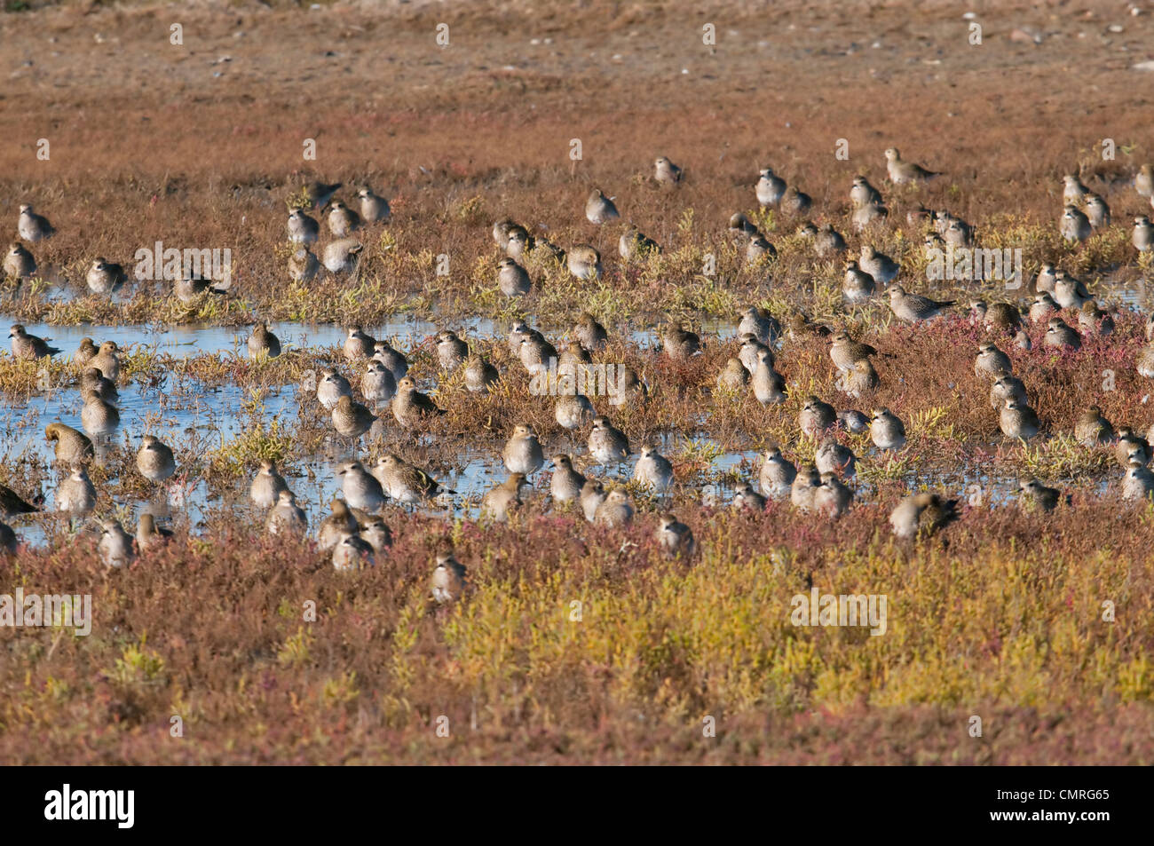 A flock of Golden Plover roosting at Rye Harbour, Sussex, England, UK ...