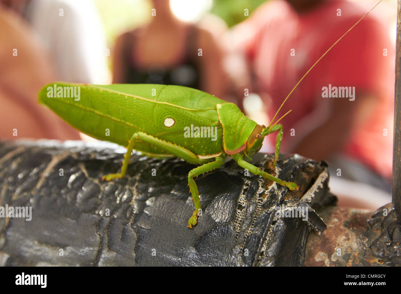 Tropical big green locust macro - tourist show in Thailand Stock Photo ...