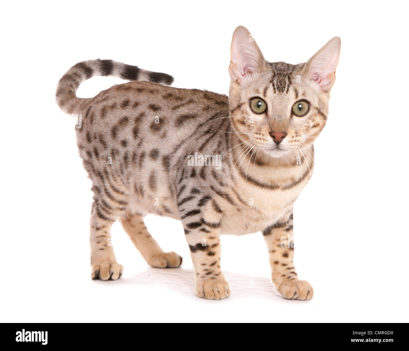 Bengal Cat Single adult standing in a studio UK Stock Photo - Alamy