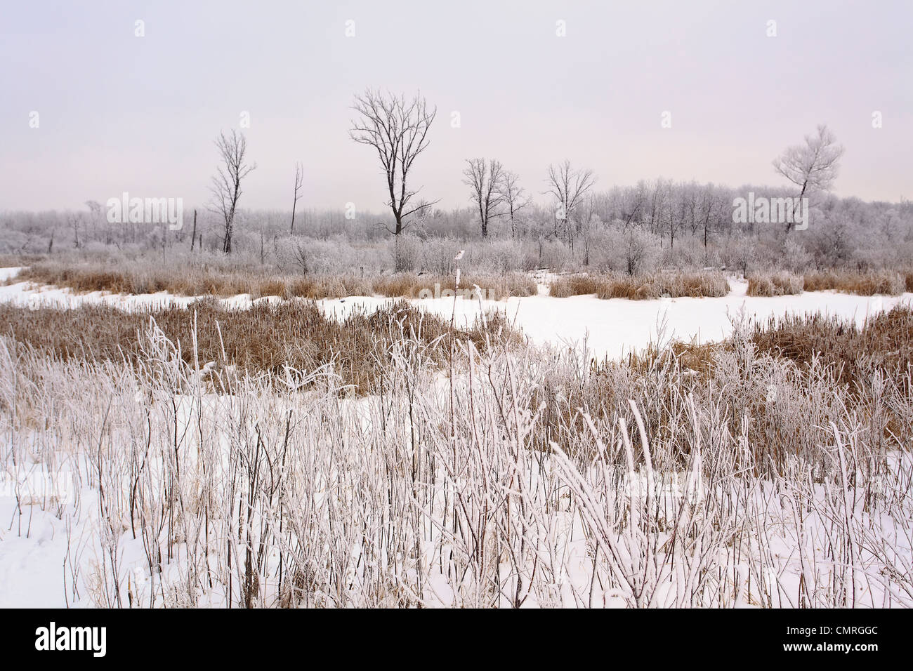 Wetland marsh on frosty winter day, Assiniboine Forest, Winnipeg ...