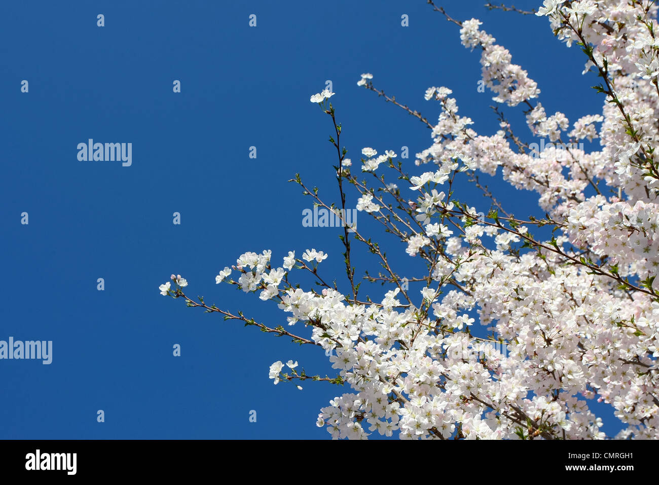 Beautiful blooming tree with clear blue sky Stock Photo - Alamy