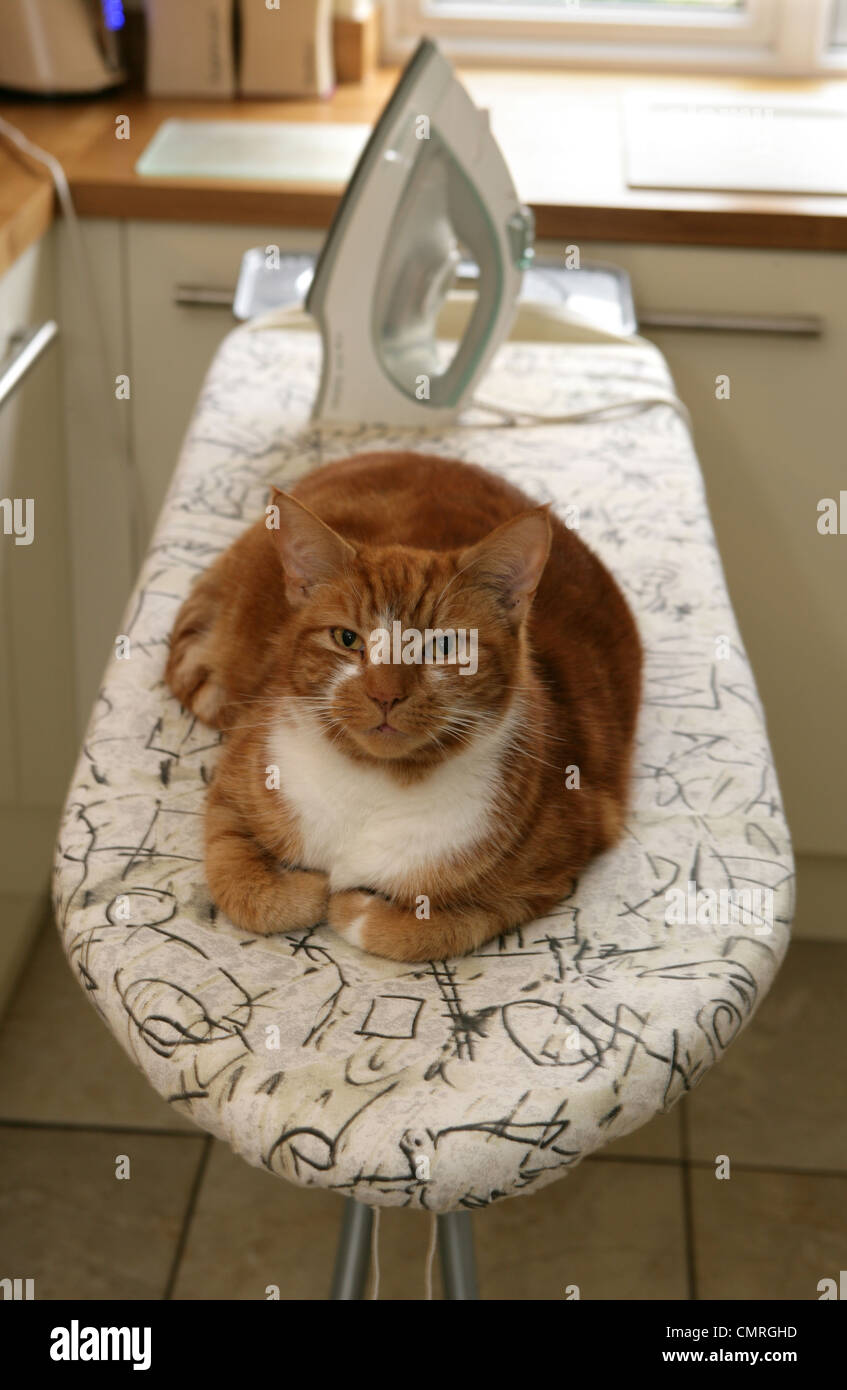 Domestic cat Single adult laying on an ironing board Uk Stock Photo - Alamy