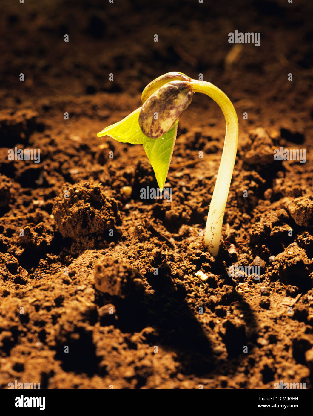 Bursting through soil hi-res stock photography and images - Alamy