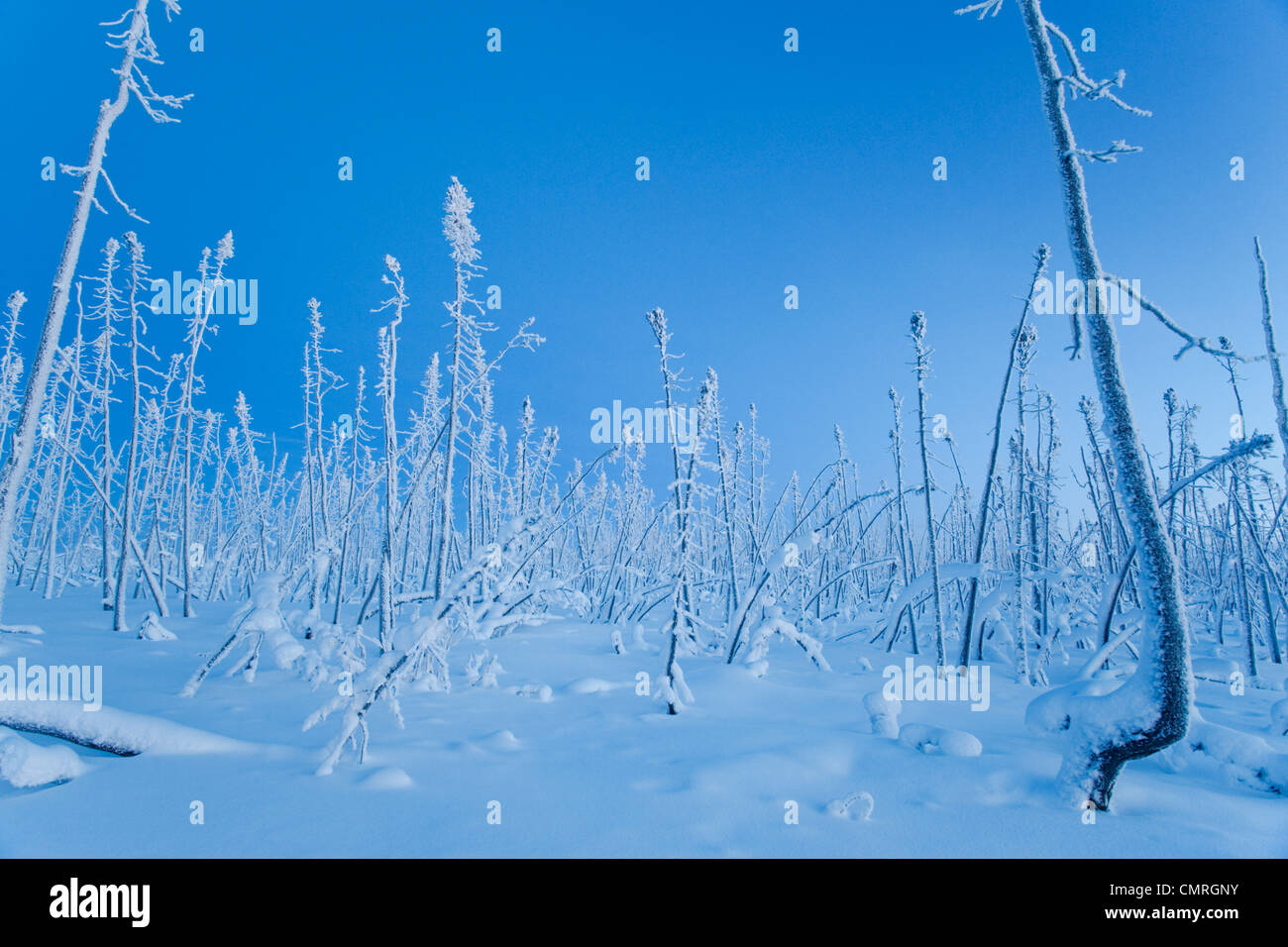 Boreal forest burnt in fire, Dempster Highway, Yukon Stock Photo - Alamy