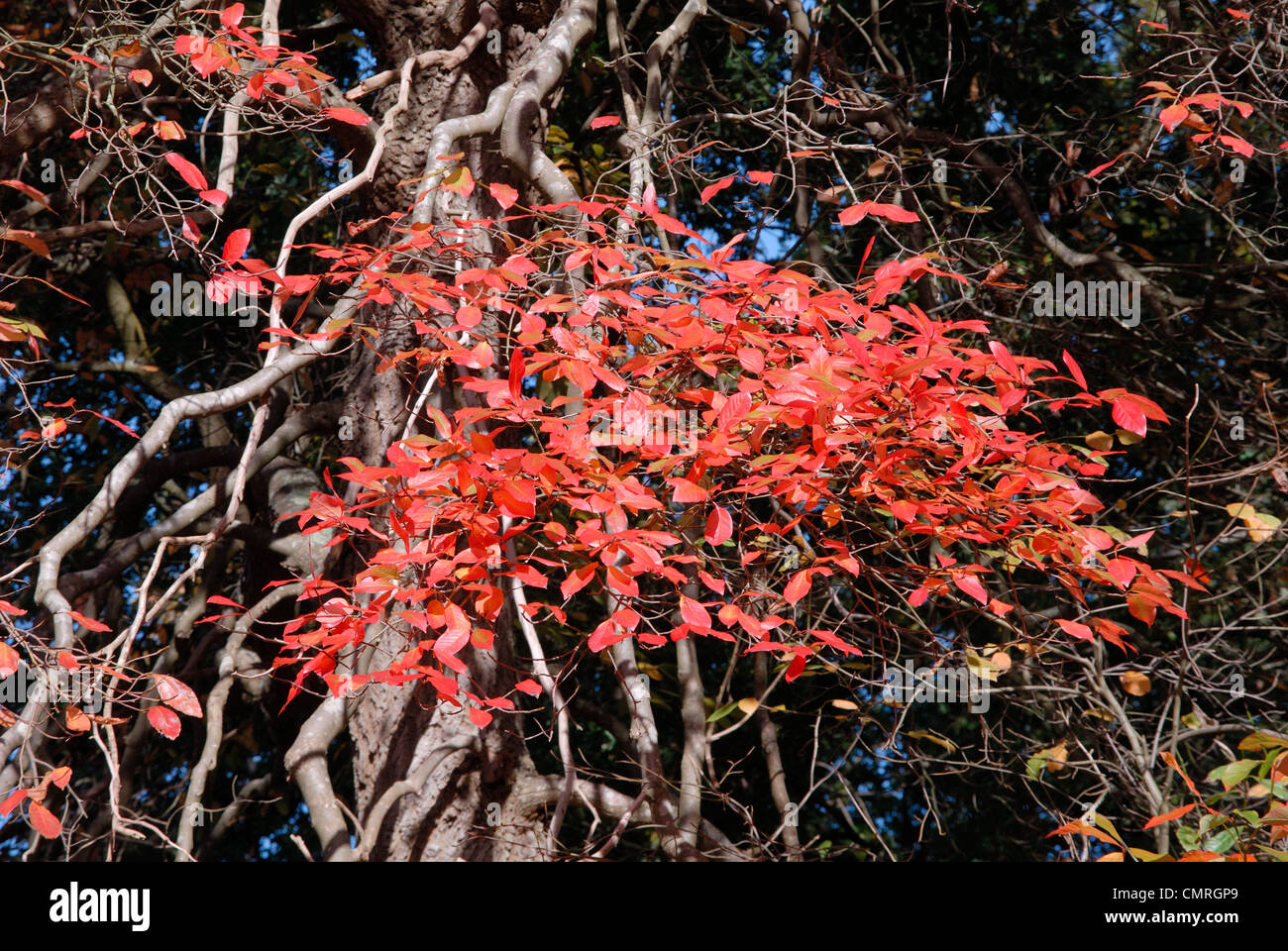 Black gum hi-res stock photography and images - Alamy