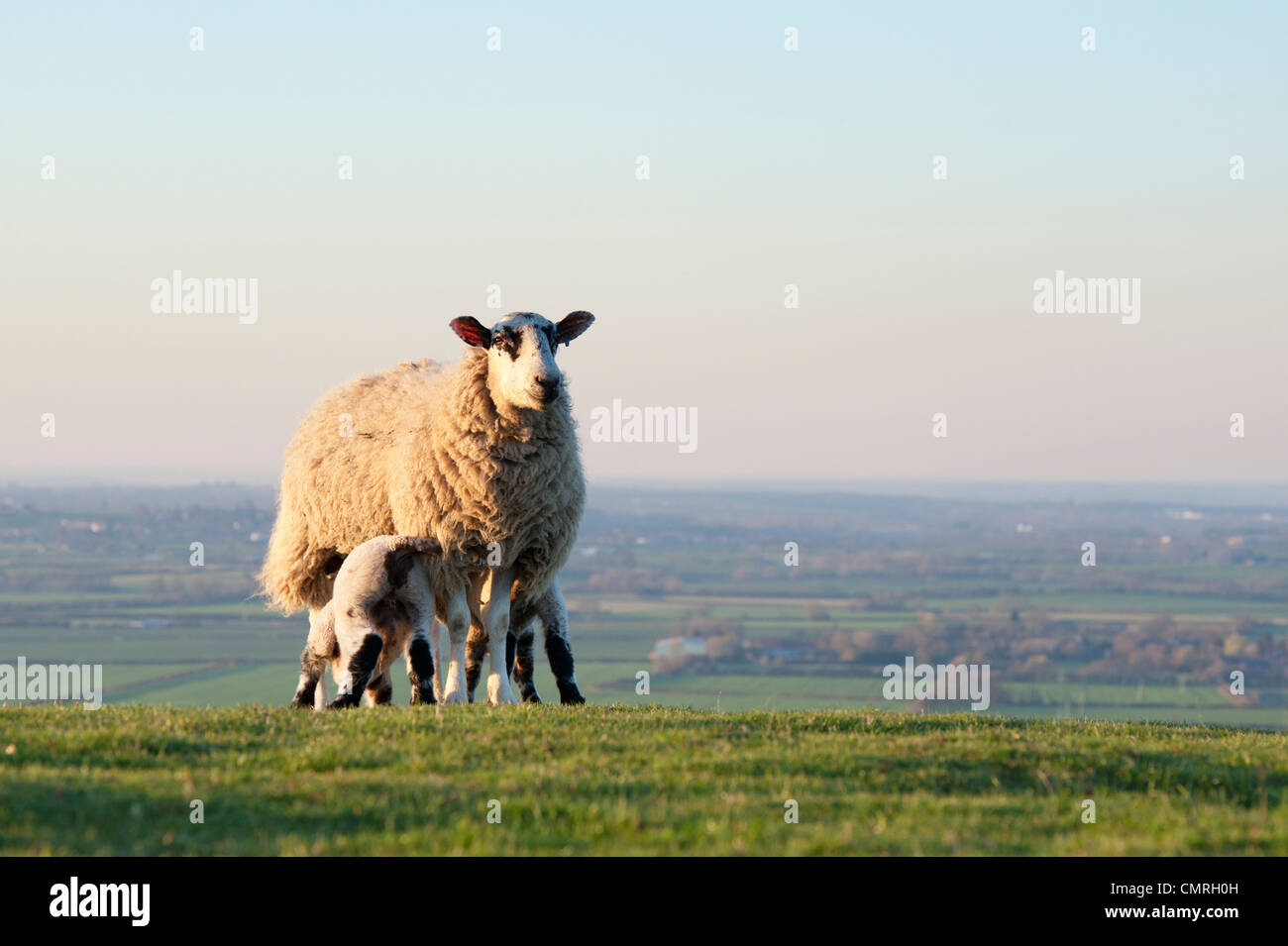 Lamb english countryside spring hi-res stock photography and images - Alamy