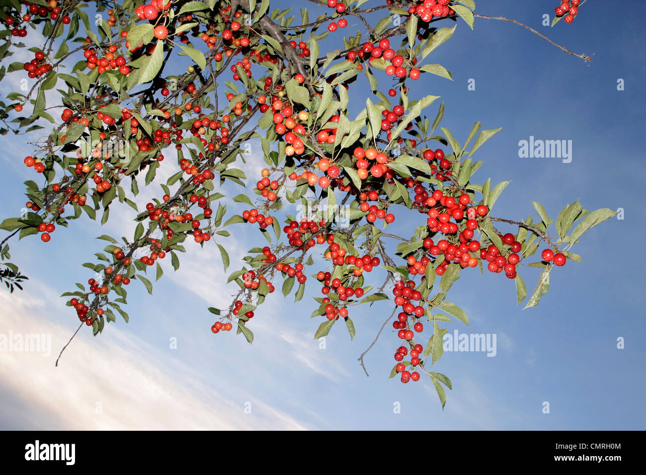 Okanagan cherries hi-res stock photography and images - Alamy