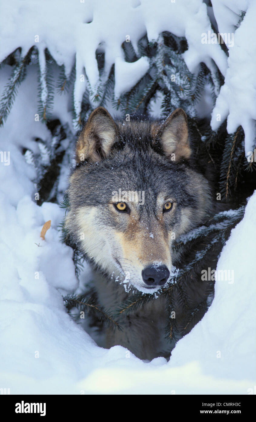 Timber wolf pics hi-res stock photography and images - Alamy