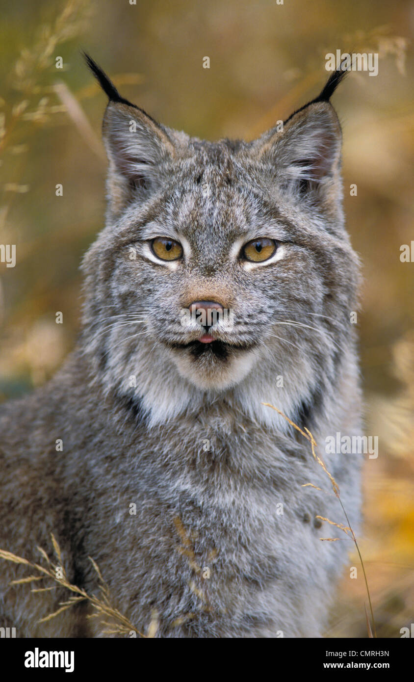 Felis lynx canadensis hi-res stock photography and images - Alamy