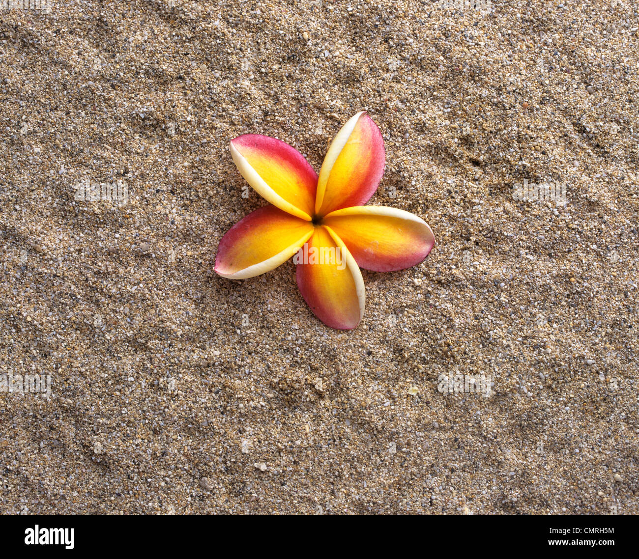 Frangipani flowers on sand hi-res stock photography and images - Alamy