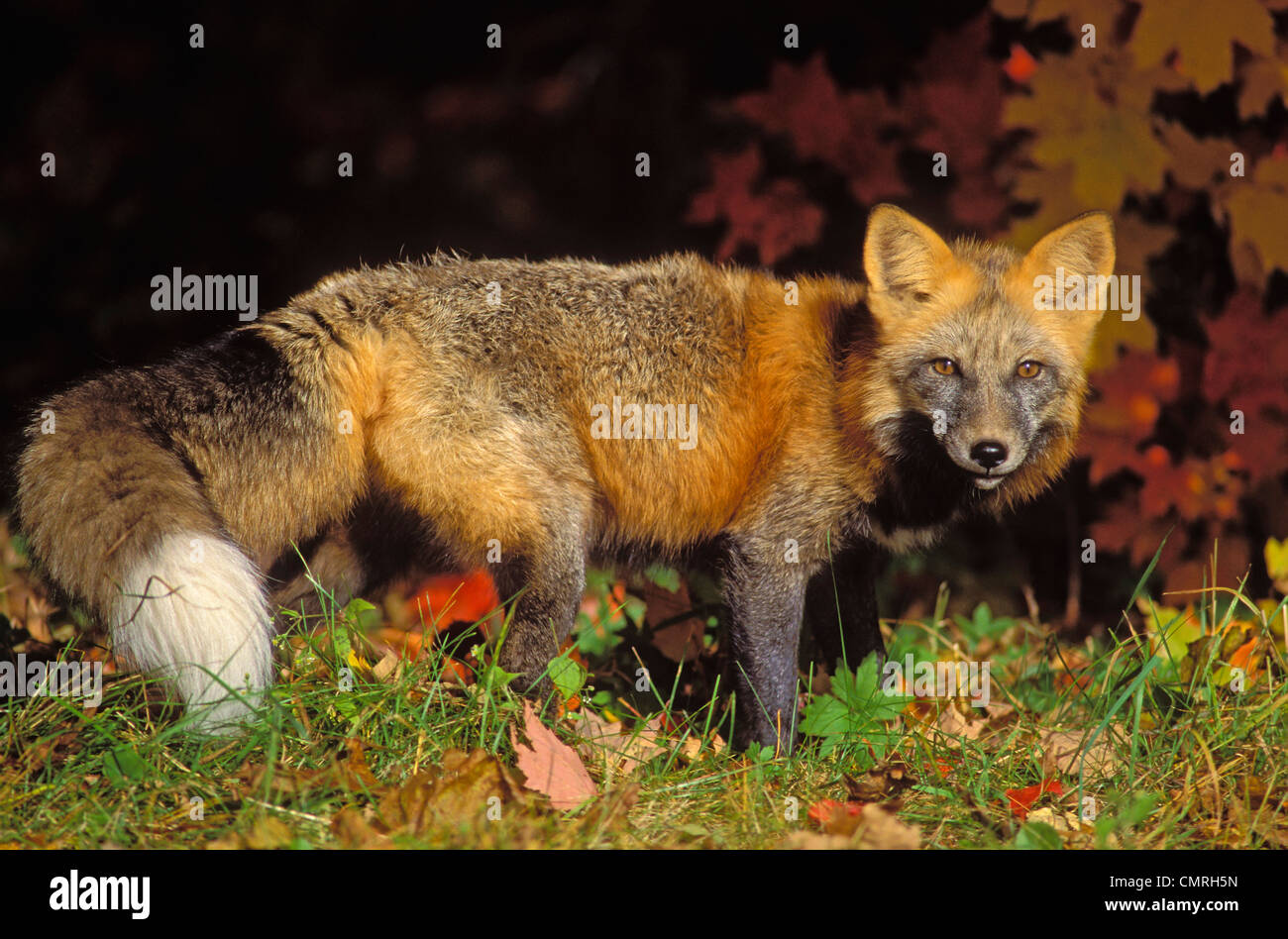 Cross phase red fox hi-res stock photography and images - Alamy