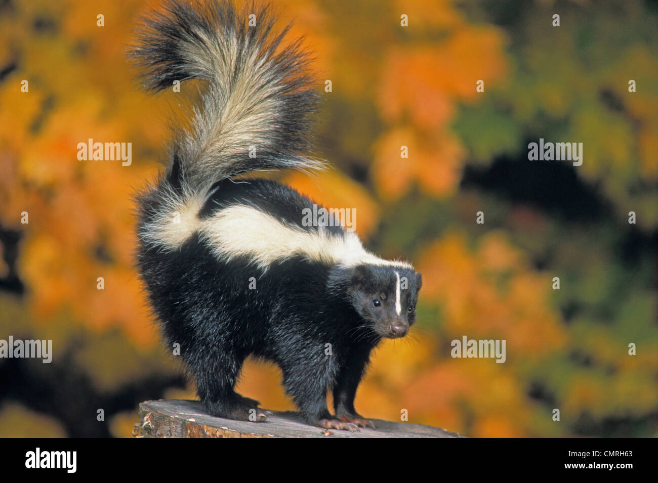 Tk0679, Thomas Kitchin; Striped Skunk - Ranges Through Southern Canada ...