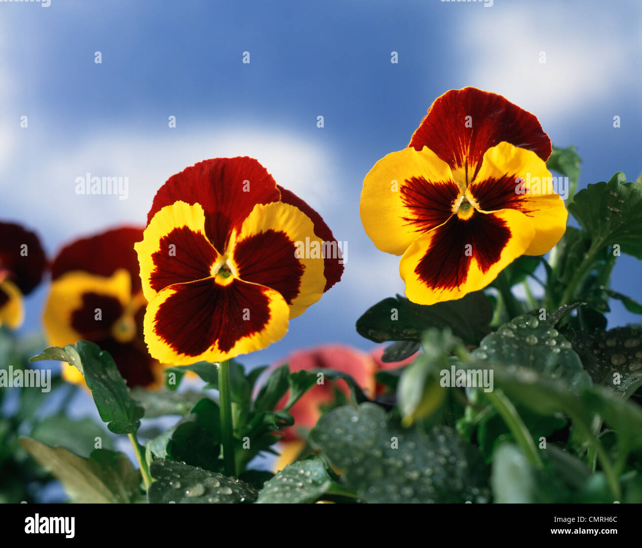 Red pansies hi-res stock photography and images - Alamy