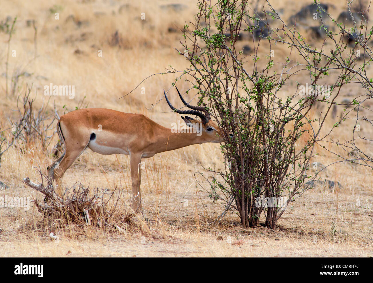 Chewing impala hi-res stock photography and images - Alamy