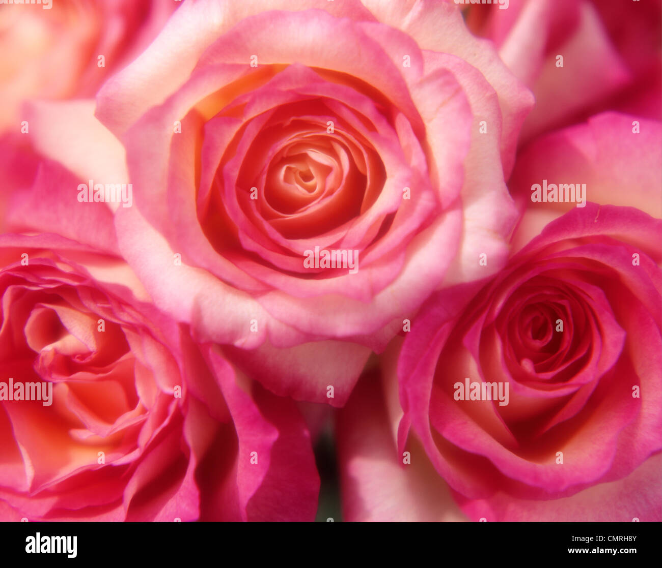 Nostalgic close up flowers hi-res stock photography and images - Alamy