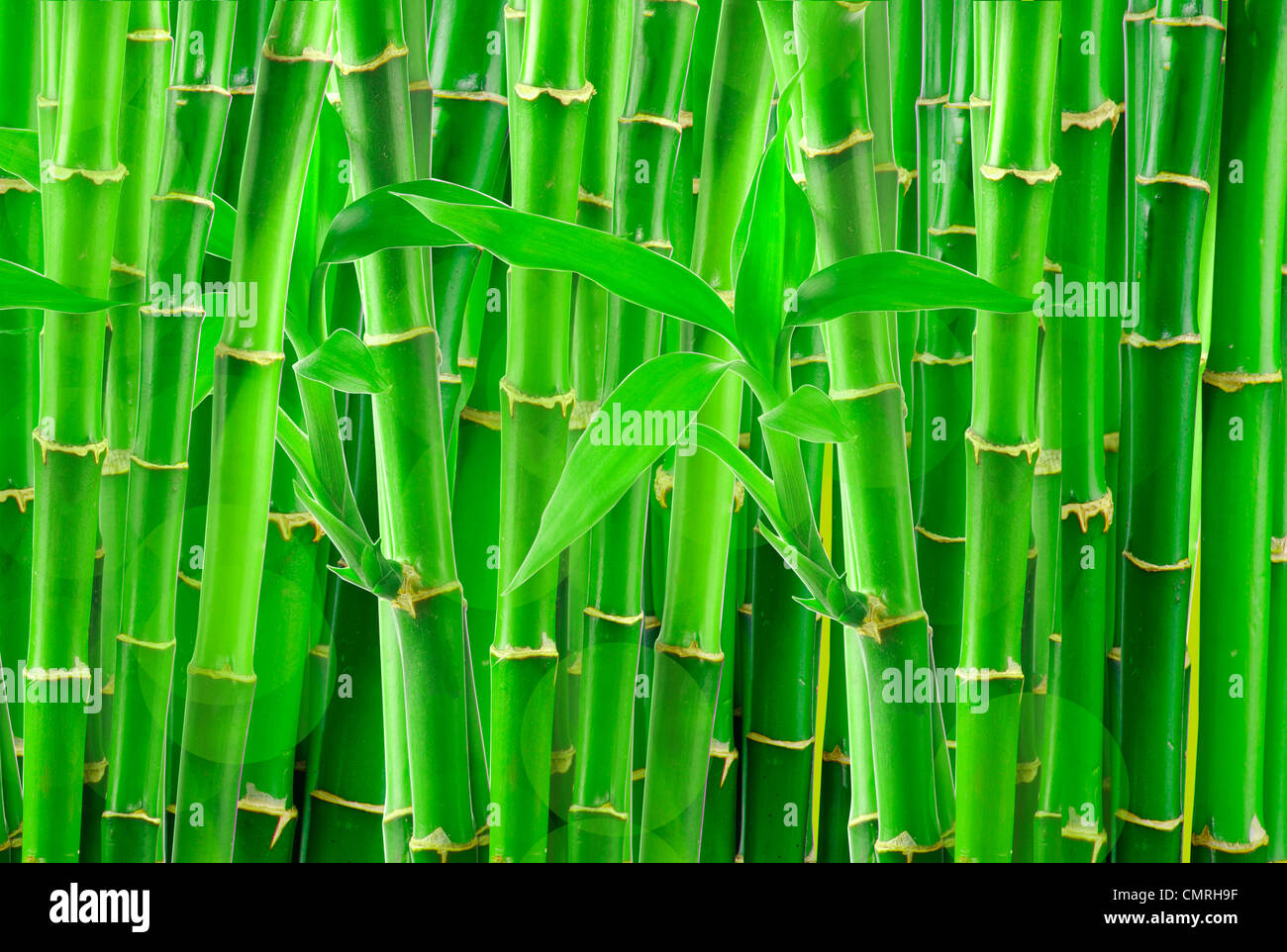 Bamboo isolated on a white Stock Photo - Alamy