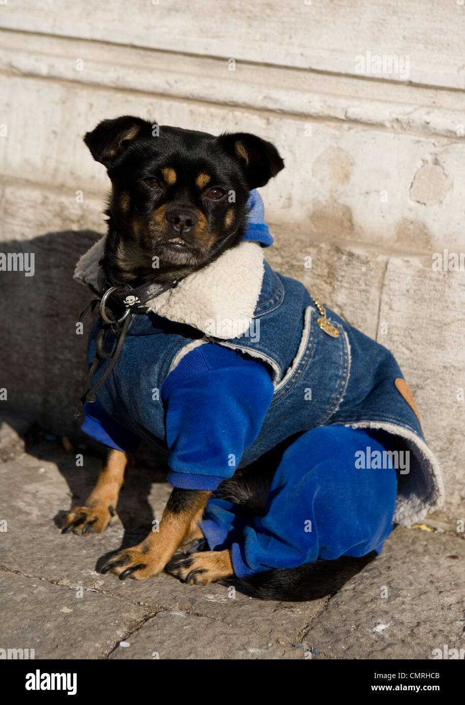 Mongral hi-res stock photography and images - Alamy