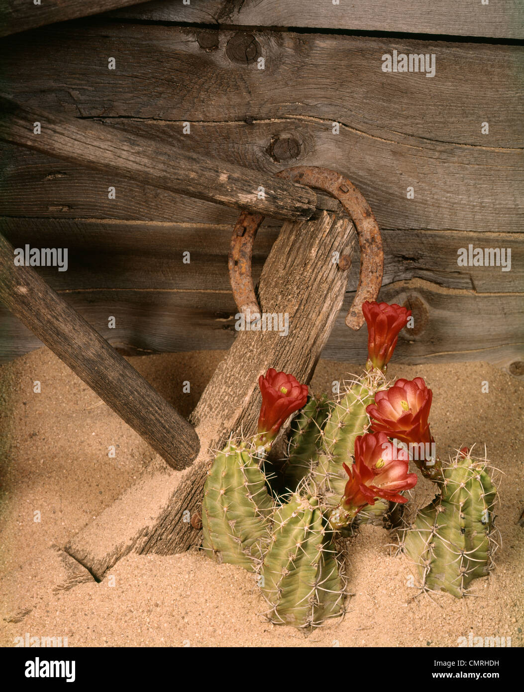 2000s CACTUS FLOWERS HORSESHOE BROKEN WAGON WHEEL Stock Photo - Alamy
