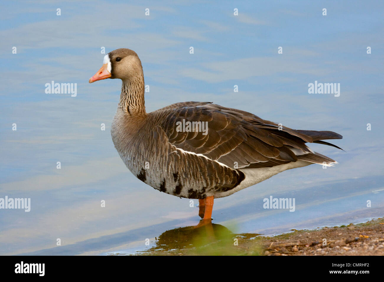Greater white fronted goose hi-res stock photography and images - Alamy