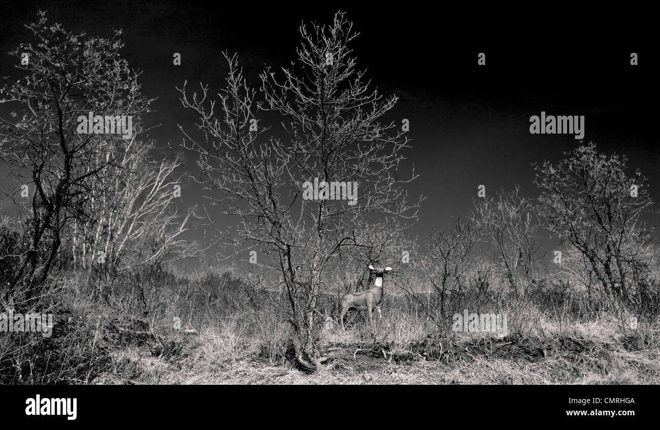 Decoy Hunting High Resolution Stock Photography and Images - Alamy